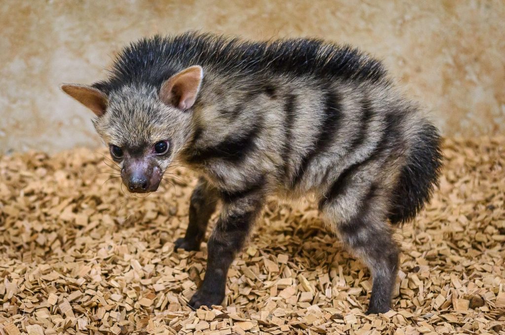První mláďata hyenek hřivnatých v Zoo Zlín! Světový úspěch, který se v ...