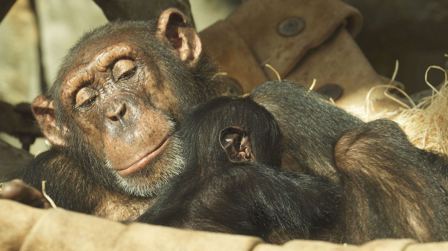 V Zoo Ostrava se narodilo čtvrté mládě šimpanze - Life4you.cz