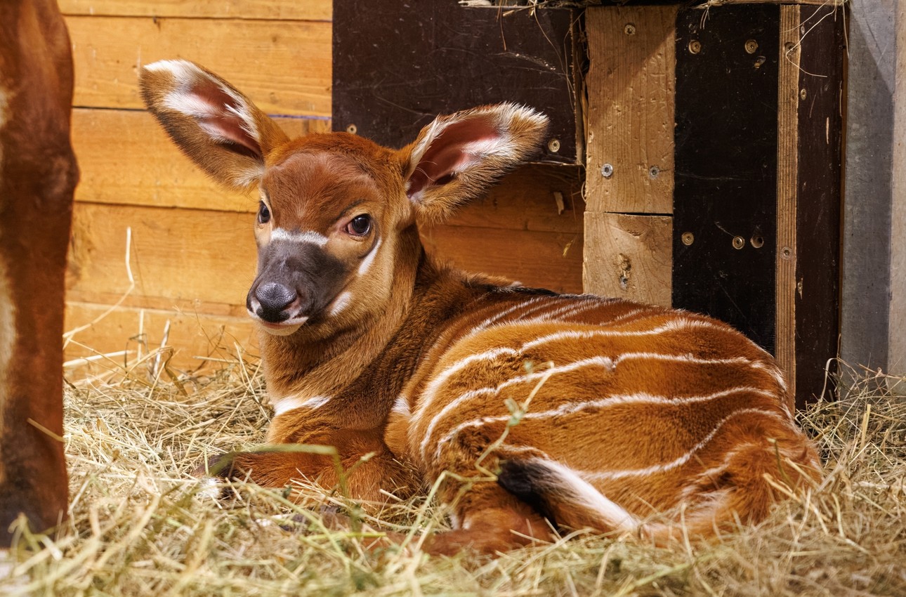 V Zoo Praha se narodily dvě nejkrásnější antilopy světa - Life4you.cz